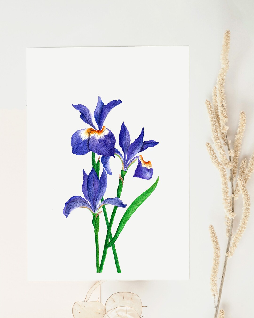 Iris Greeting Card, Botanical Iris Greeting Card - Etsy
