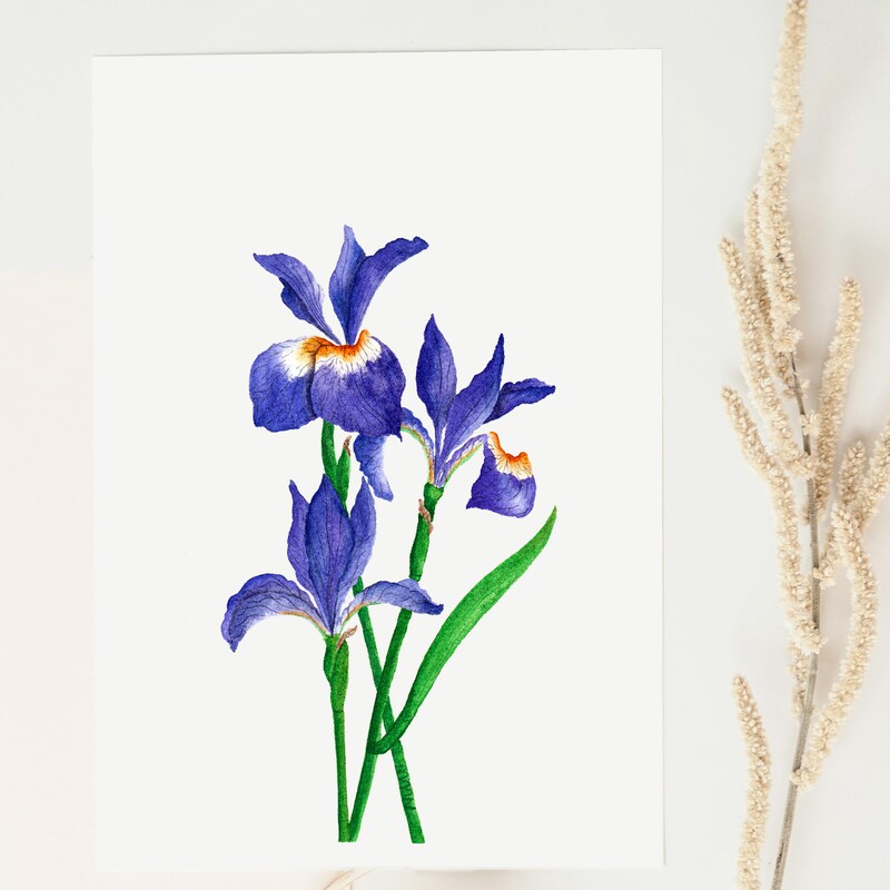 Iris Card - Etsy