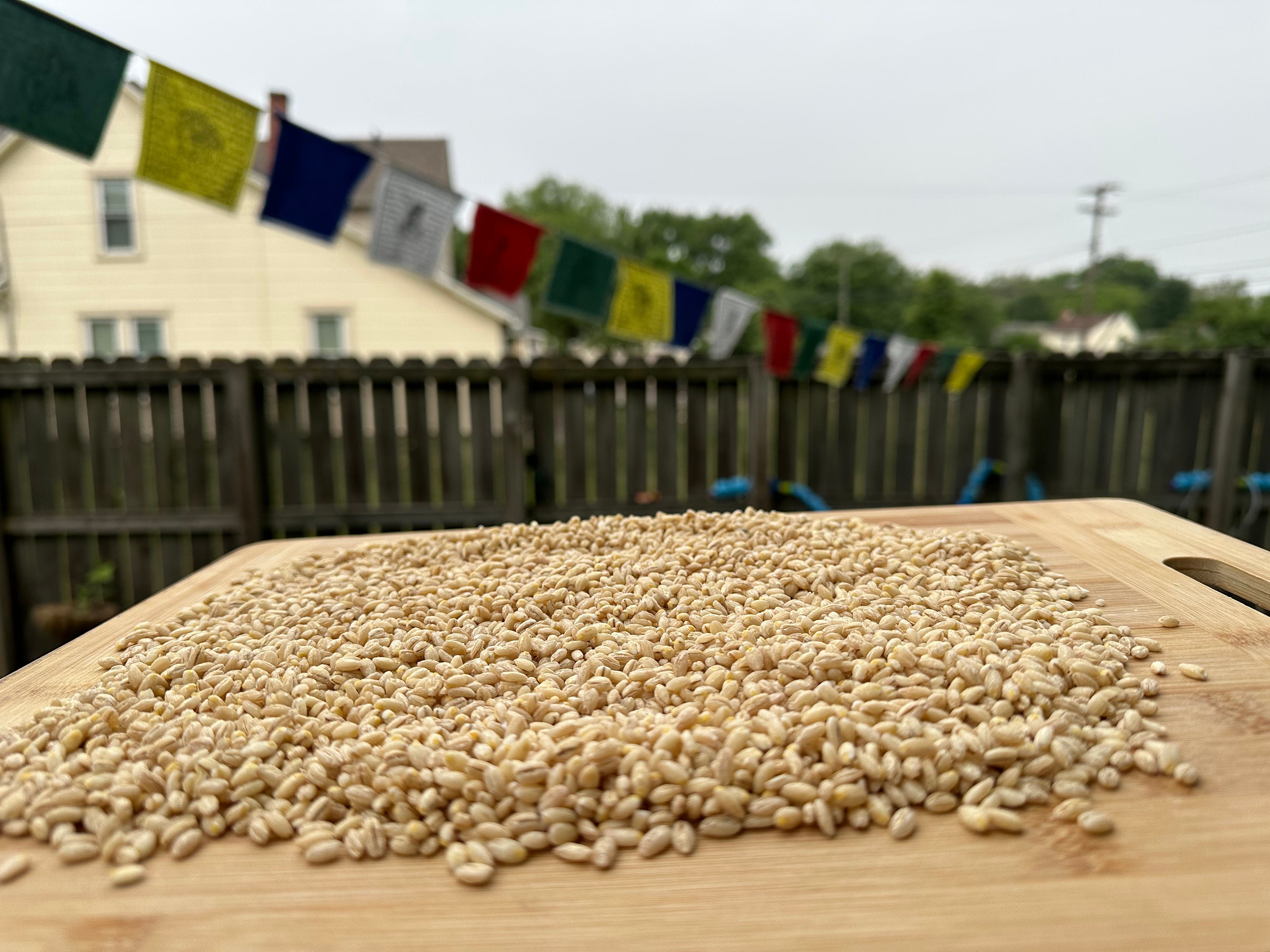 Organic Tibetan Roasted Barley Flour (tsampa) - Etsy