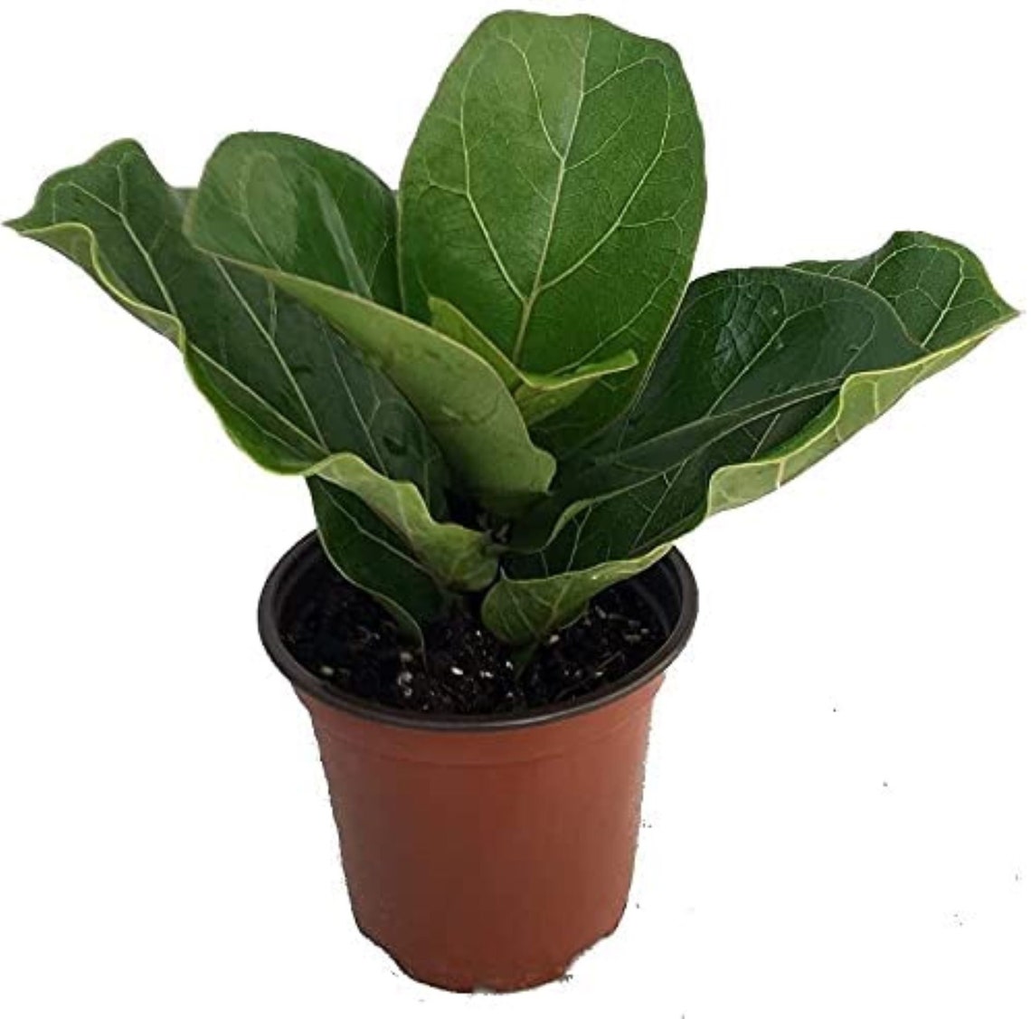 Fiddleleaf Fig Tree Ficus Lyrata 4 Inch Pot - Etsy