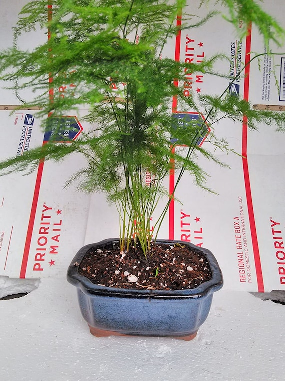 Asparagus Fern Bonsai