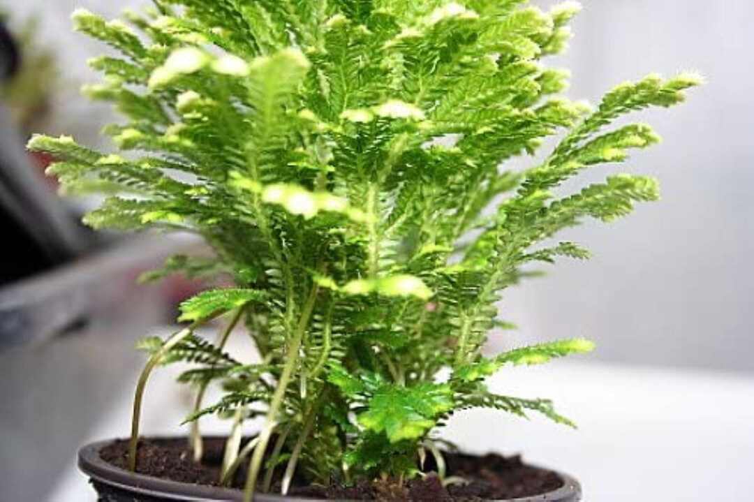 Frosty Fern Spike Moss Selaginella 4 Pot Silver Accents - Etsy