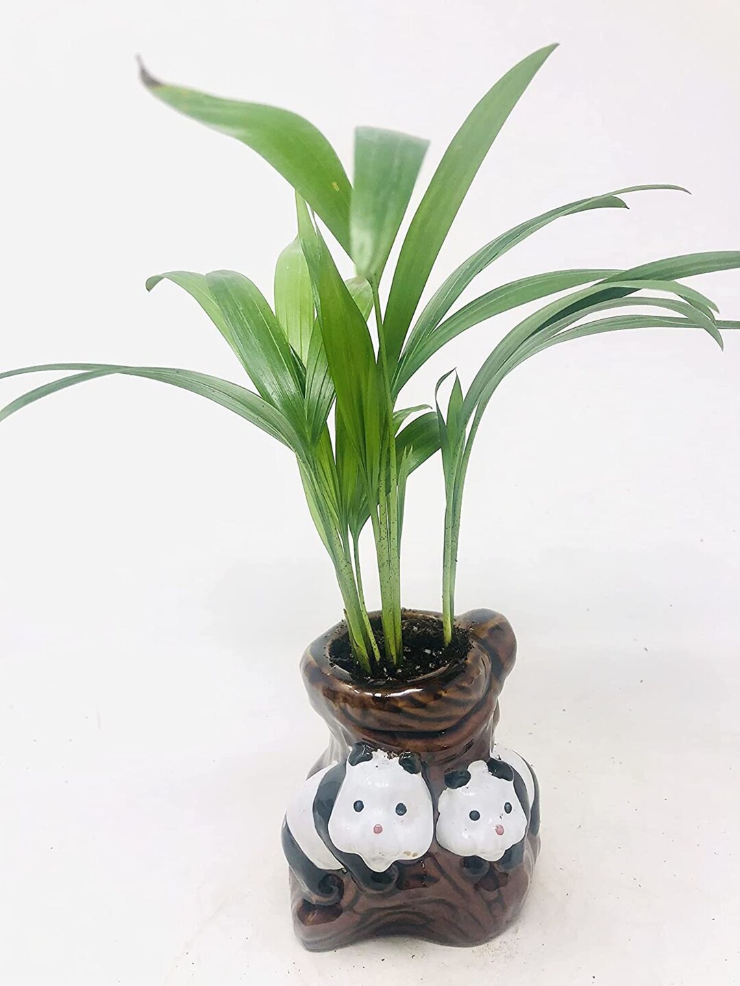 Areca Palm Plant Dypsis Lutescens in Pandas Tree Trunk Ceramic - Etsy