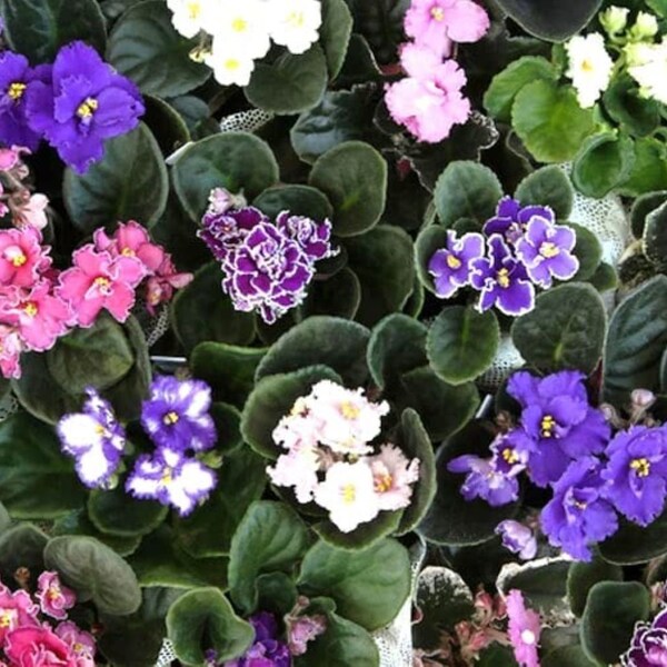 Trailing Violets Plants - Etsy