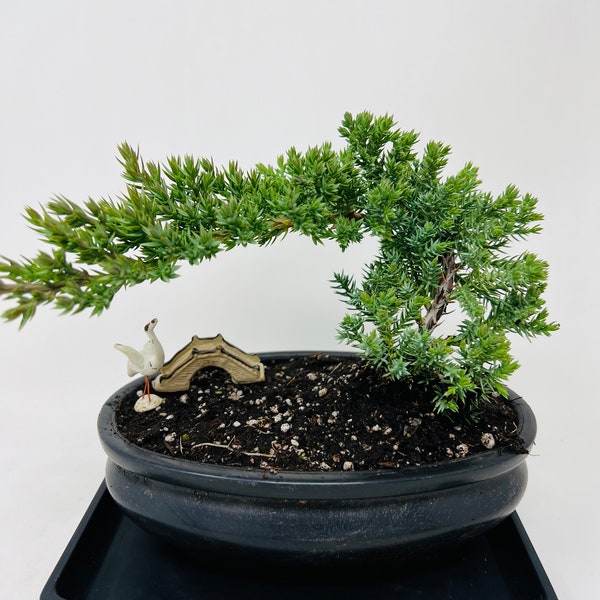 Juniper Bonsai Tree Etsy