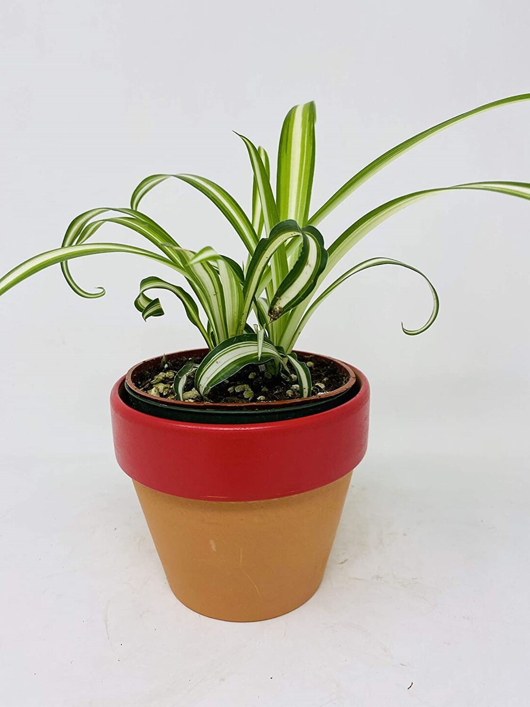 Ocean Spider Plant in Clay Pot for Better Growth - Etsy