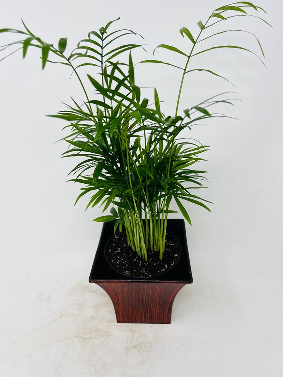 Victorian Parlor Palm chamaedorea Palm in Deluxe Red Vase - Etsy