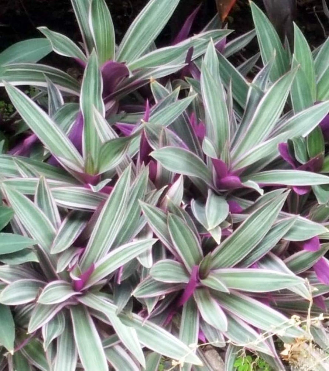 Nanouk Moses in the Cradle Plant rhoeo Spathacea Tricolor 4 Inch Pot - Etsy