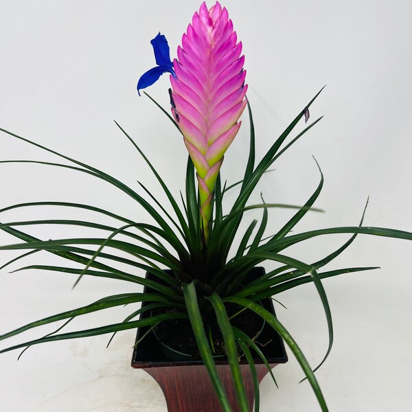 Exotic Plants - Etsy
