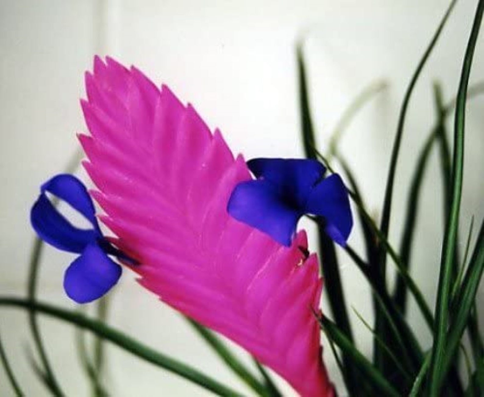 Hawaiian Pink Quill Plant Exotic & Easy Tillandsia 4 - Etsy