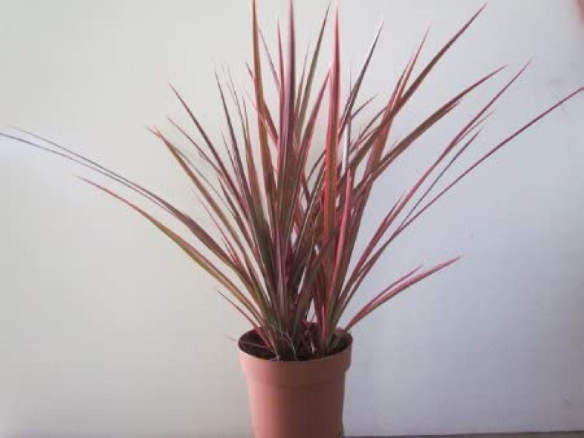 Dracaena Marginata Colorama Tri-color Dragon Tree Houseplant - Etsy
