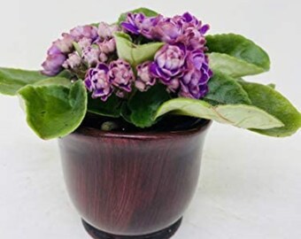 Ceramic African Violet Pot - Etsy