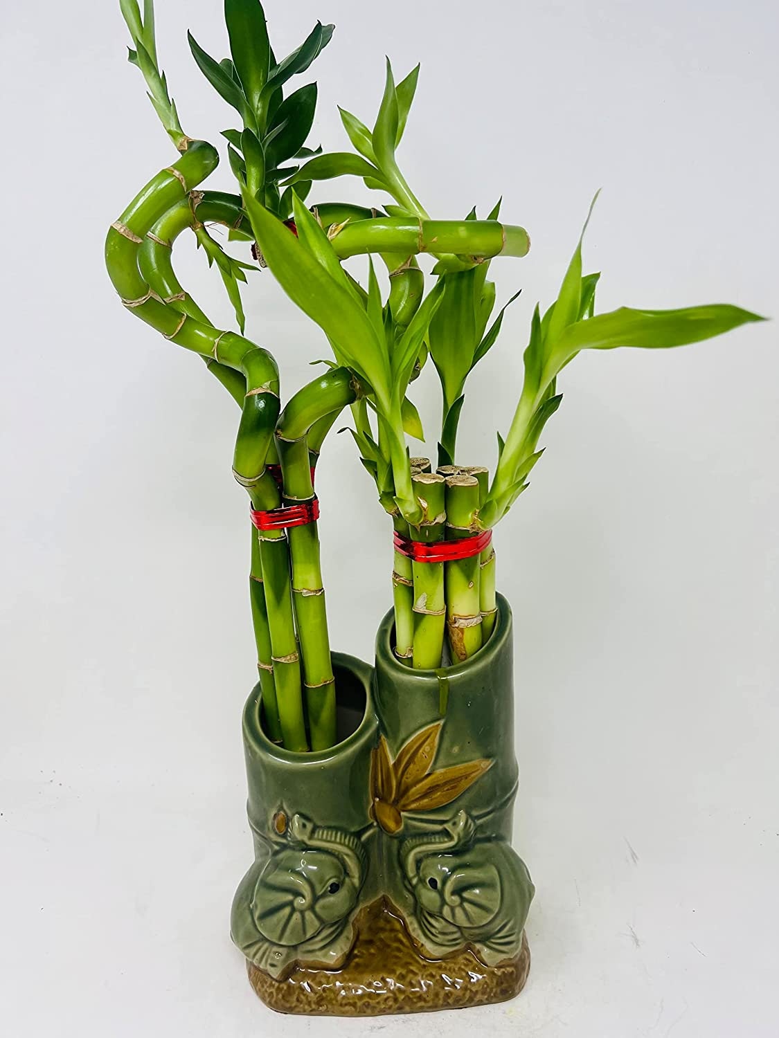 Live 10style Lucky Bamboo Plant Arrangement With Double Vase - Etsy
