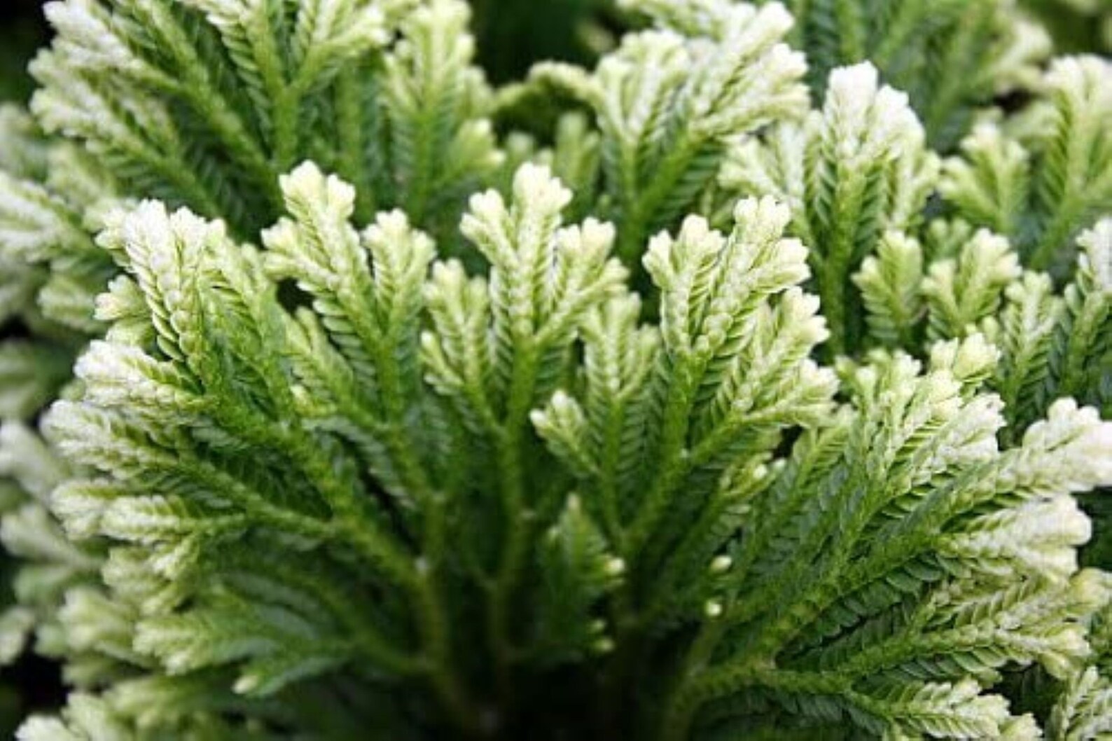 Frosty Fern Spike Moss Selaginella 4 Pot Silver - Etsy