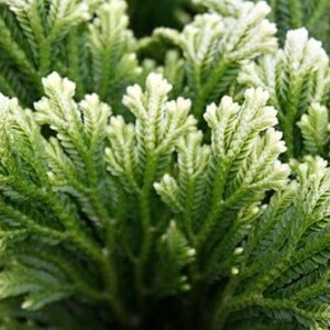 Frosty Fern Spike Moss Selaginella 4 Pot Silver Accents - Etsy