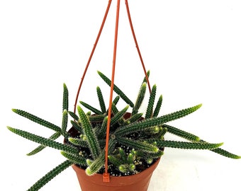 Rat Tail Cactus aporocactus Flagelliformis - Etsy