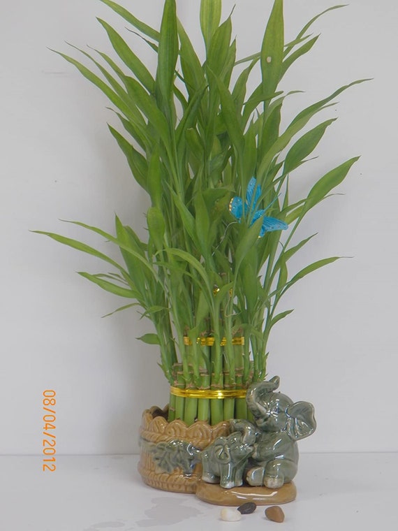 3 Layers Tower Lucky Bamboo With Elephant & Baby Ceramic Pot - Etsy