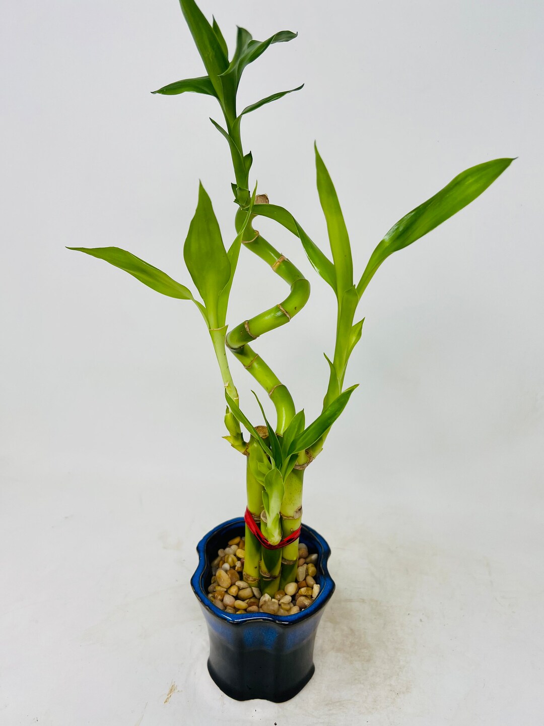 Lucky Bamboo 4 Stlye Stalks Arrangement With Blue Dimension - Etsy