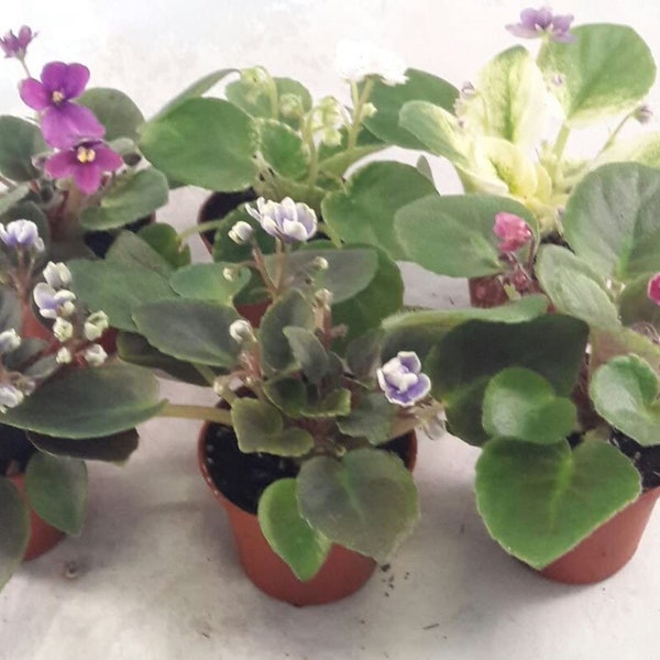 African Violet Pots - Etsy