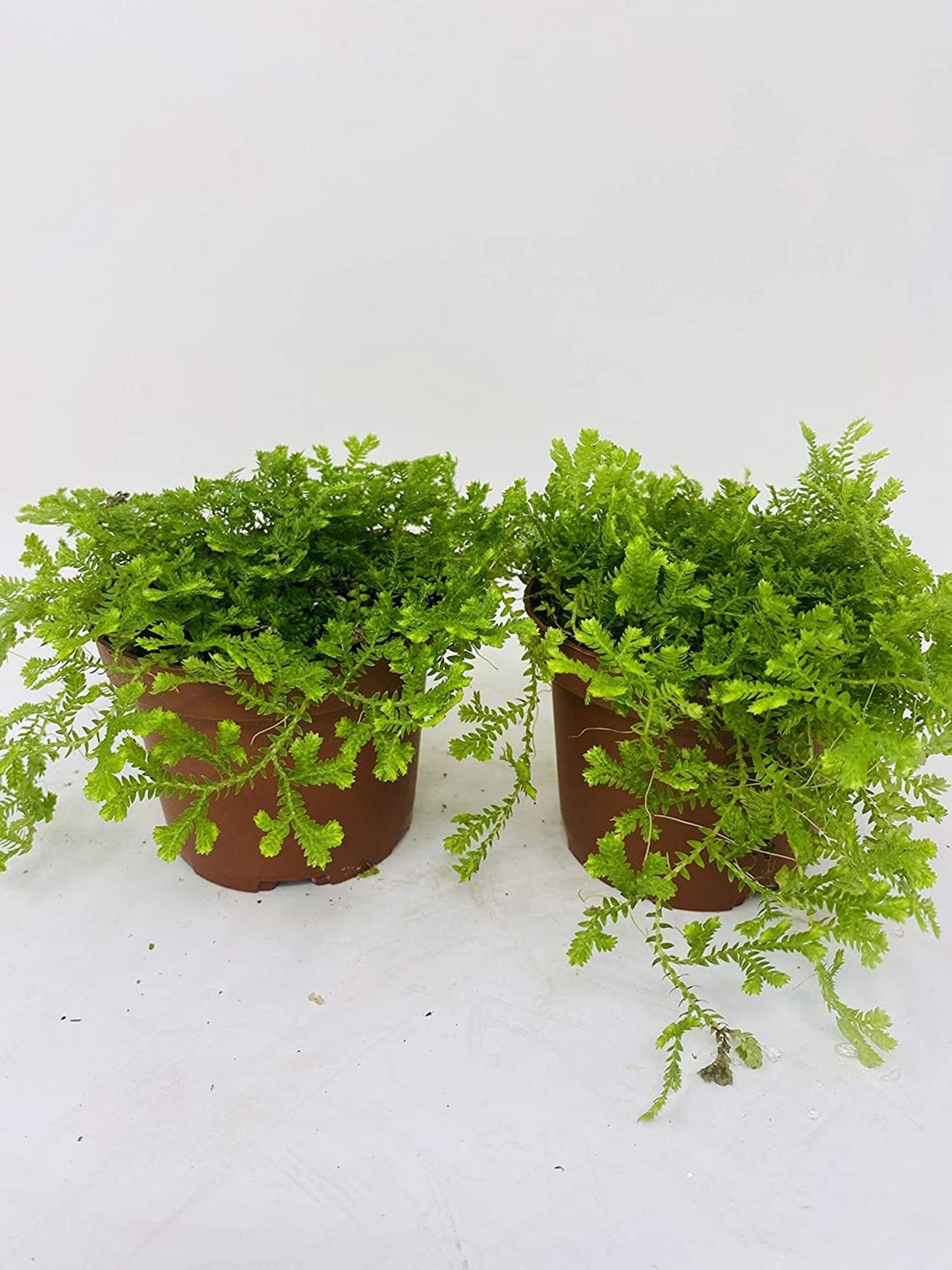 Two Frosty Fern Spike Moss Selaginella Easy to Grow 2.5 Pot - Etsy