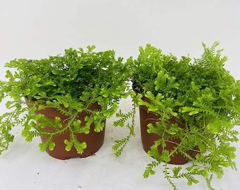 Frosty Fern Spike Moss Selaginella 4 Pot Silver | Etsy