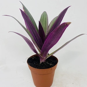 Nanouk Moses in the Cradle Plant rhoeo Spathacea Tricolor 4 Inch Pot - Etsy
