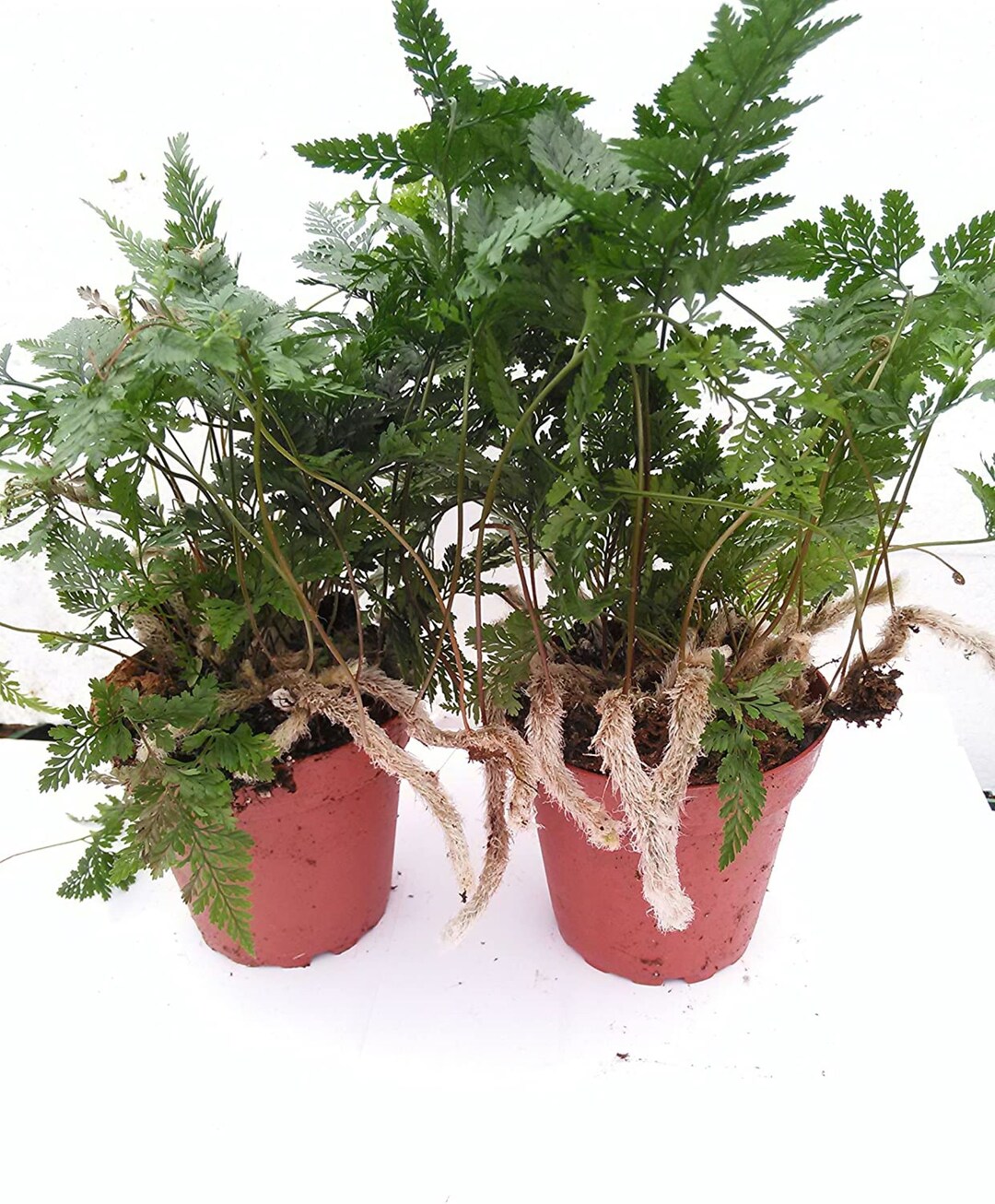 Two White Rabbit's Foot Fern 4 Pot Davallia - Etsy