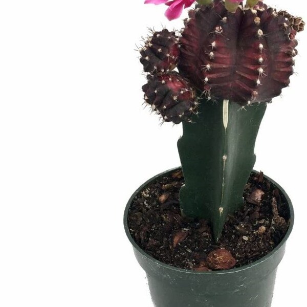 Moon Cactus - Etsy