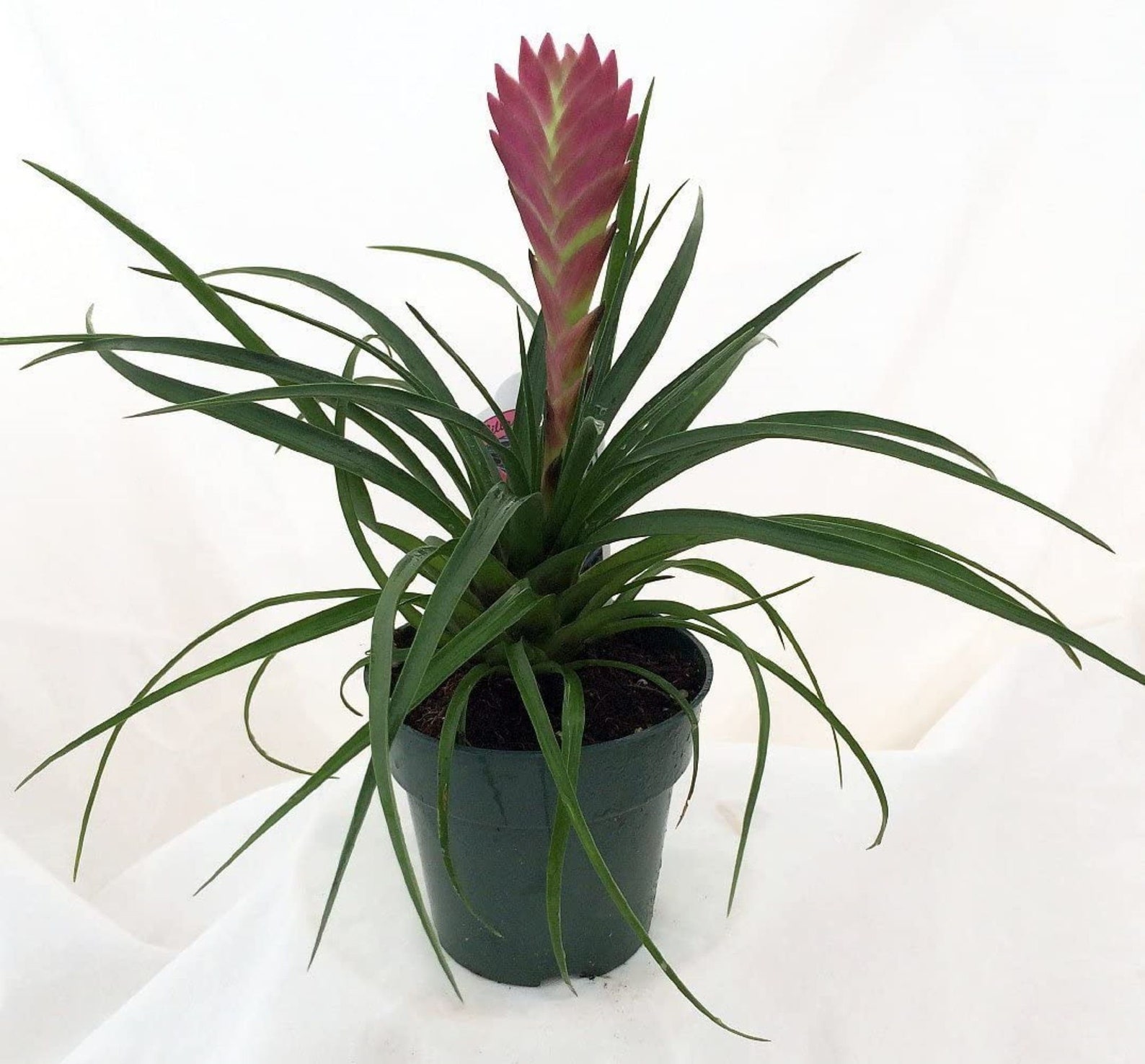 Hawaiian Pink Quill Plant Exotic & Easy Tillandsia 4 - Etsy