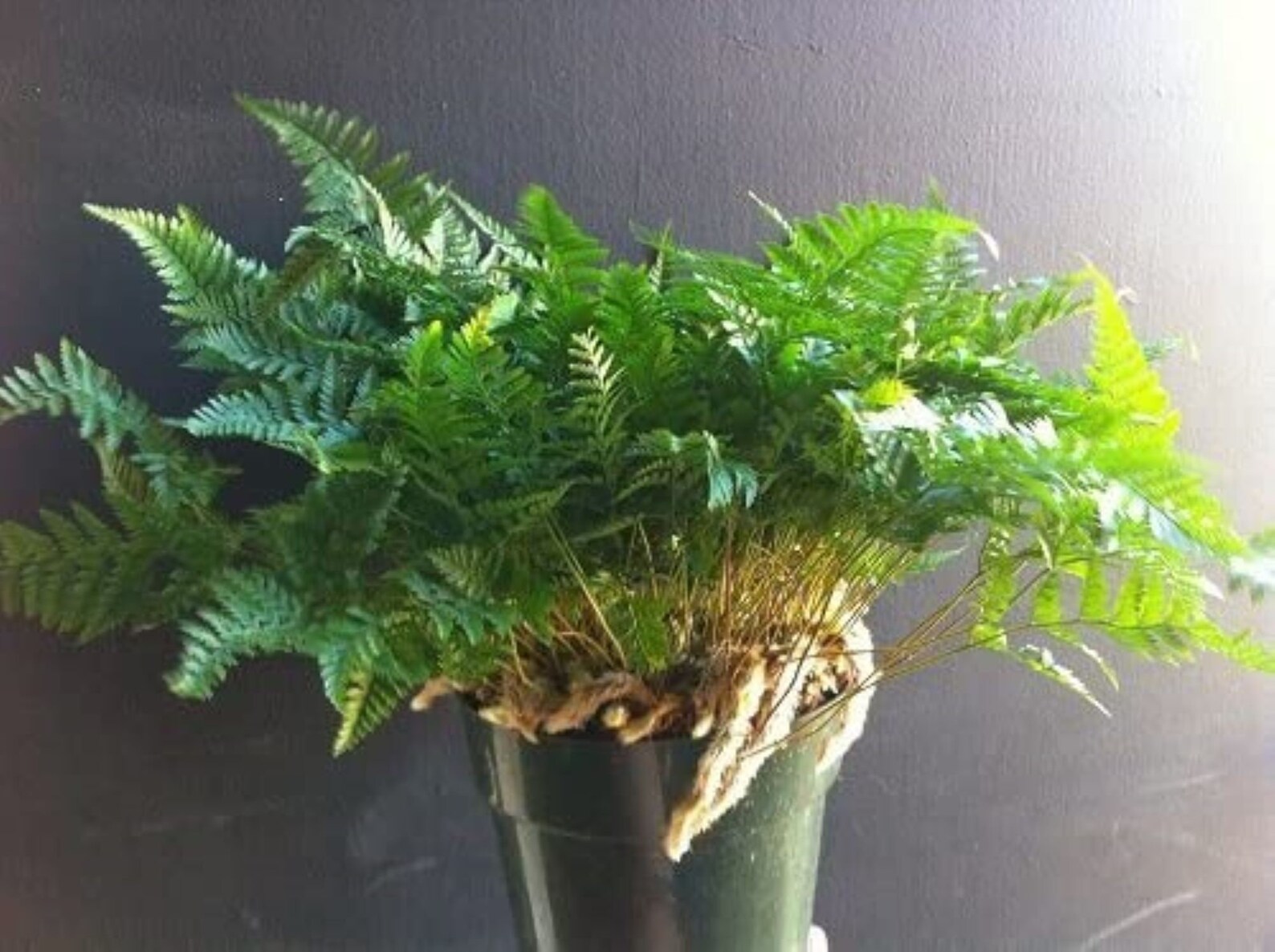 White Rabbit's Foot Fern 4 Pot Davallia | Etsy