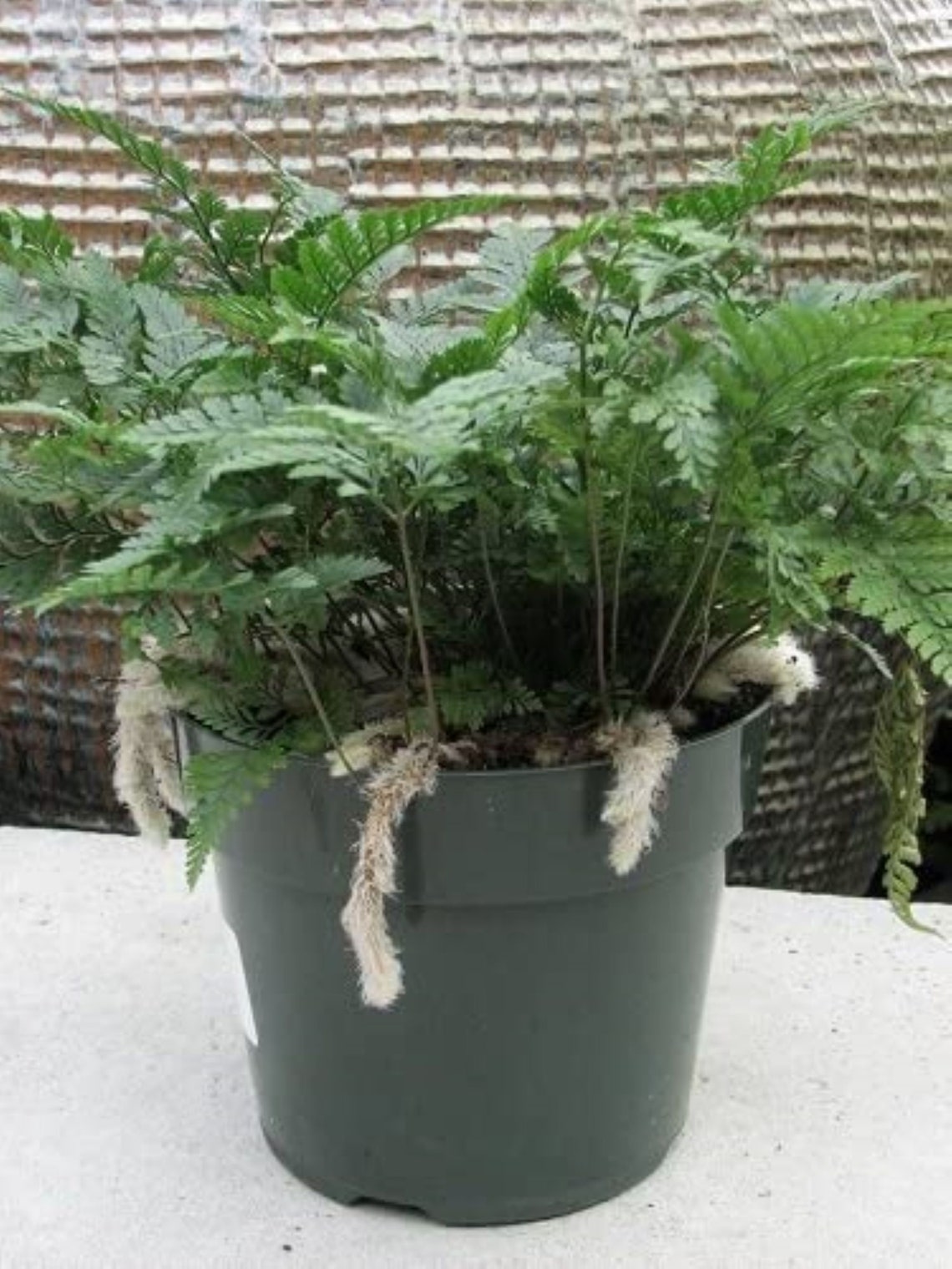 White Rabbit's Foot Fern 4 Pot Davallia | Etsy