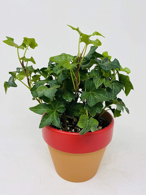 Potted English Ivy