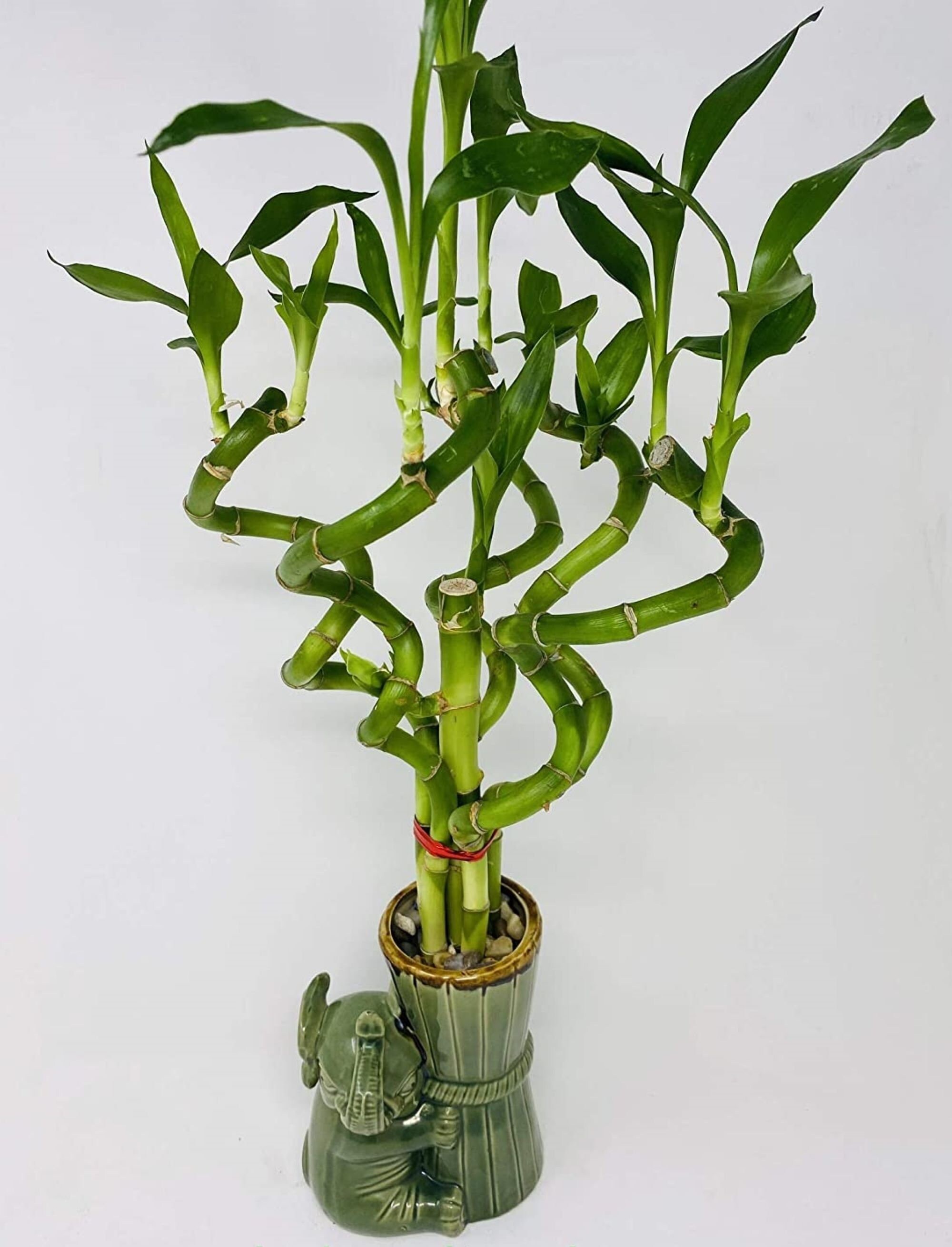 Diy Bamboo Stalk Arrangement