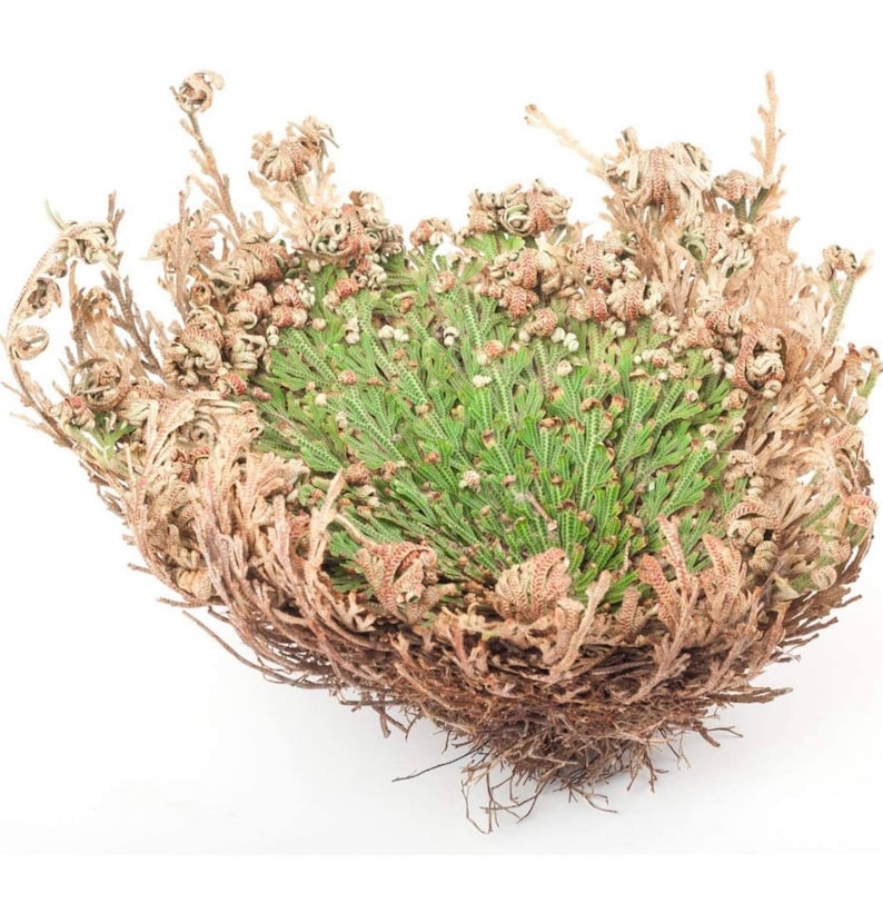 Rose of Jericho (resurrection Flower) Spiritual Rebirth Which Removes ...