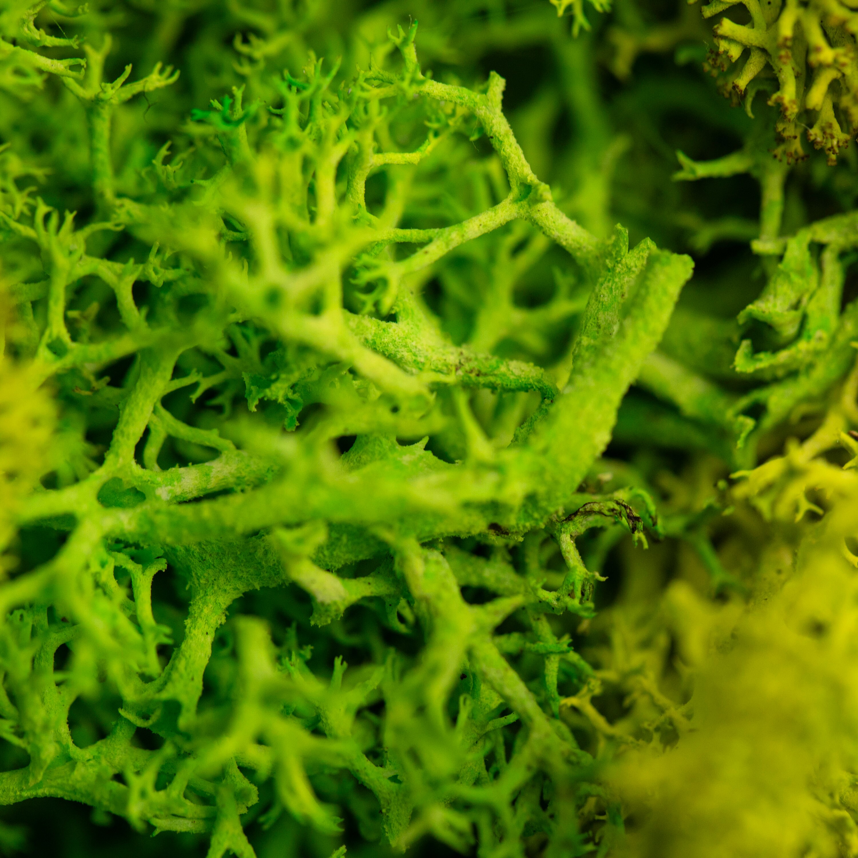 Moss Pattern Wall Art Real Moss, Zero Maintenance Eco-friendly Natural ...