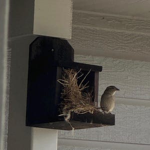 Cedar Bird Nesting Platform • Dove Birdhouse Shelter - Etsy
