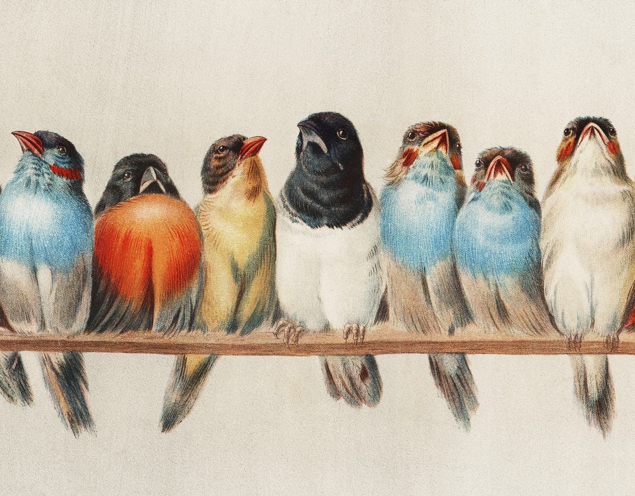 Adult Coloring/painting of Birds and More - Etsy