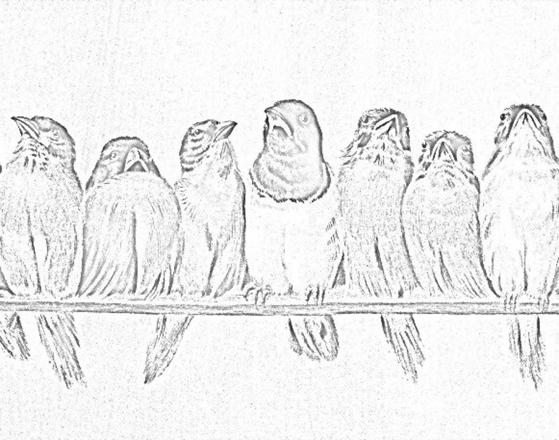 Adult Coloring/painting of Birds and More - Etsy