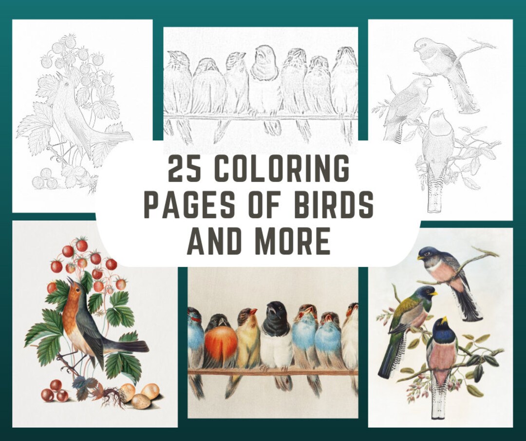 Adult Coloring/painting of Birds and More - Etsy