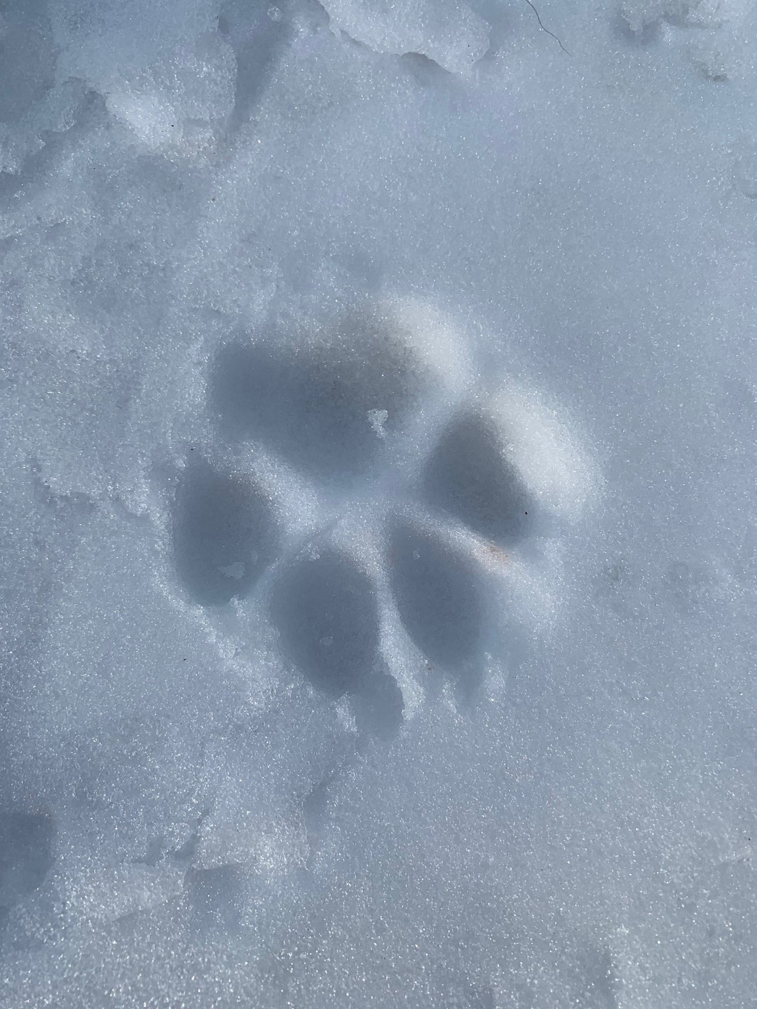 Colorful Photography Paw Print Landscape Nature - Etsy