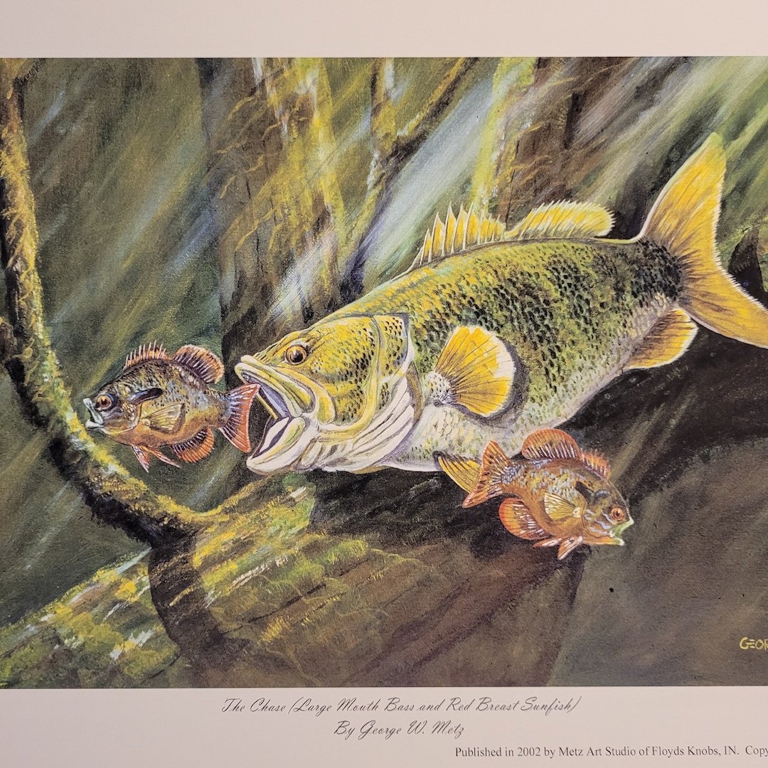 Largemouth Bass - 8x10 Print Matted - Bass, Bluegill - Etsy