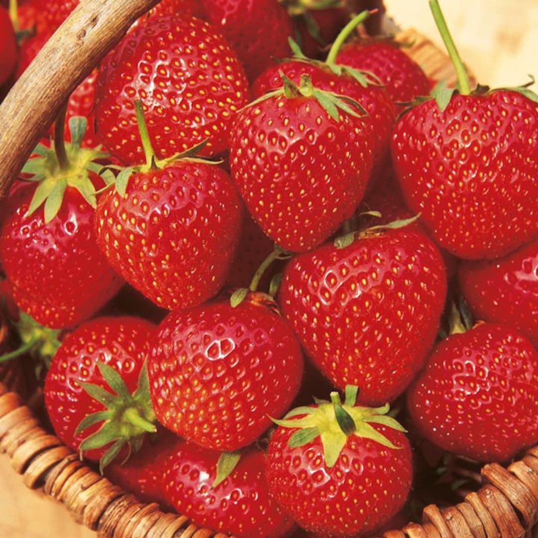 12 Sweet Charlie Strawberry Plants- SUPER-SWEET BERRY (pack of 12 Bare ...