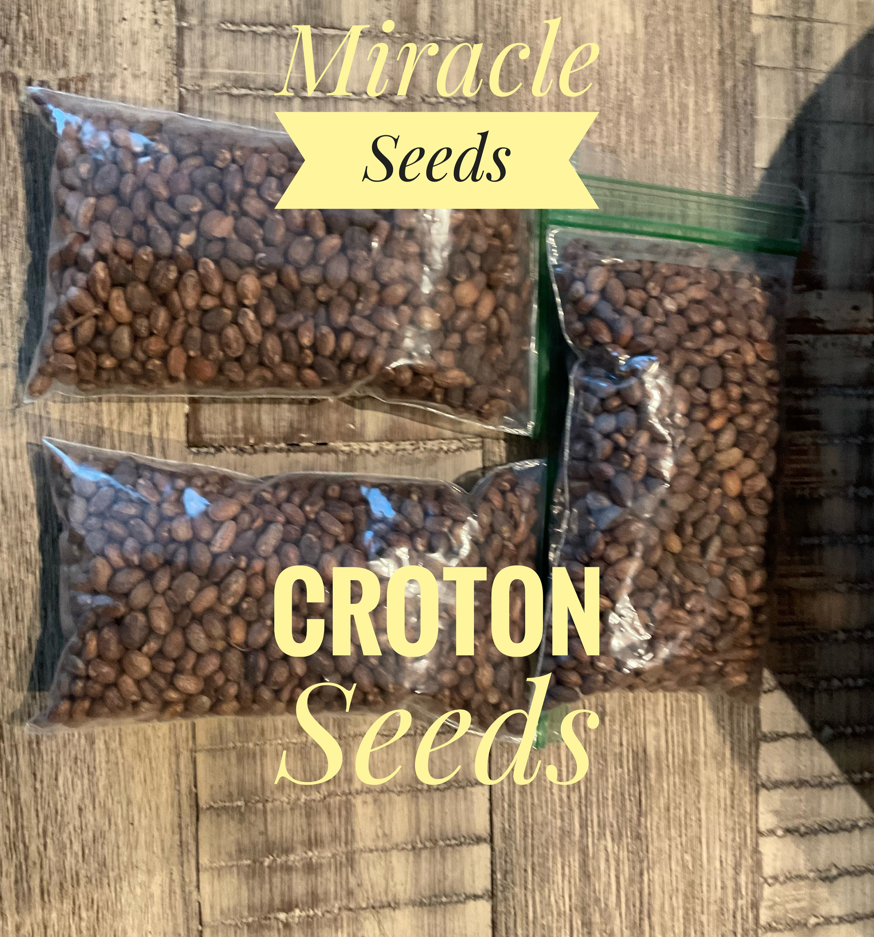 Croton Seed