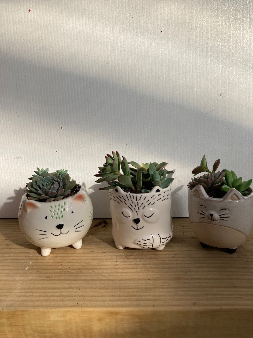 Cat Planter Set With Succulent Plants Included. - Etsy