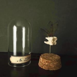 Specimen No 22914 • the Tooth Fairy Mini Display | Dentist | Dental ...