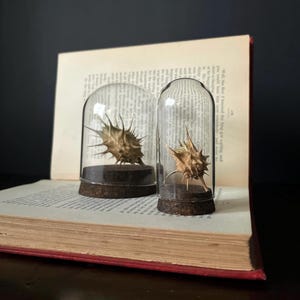 Datura Specimen Displays | Moonflower | Seed Pod |specimen | Oddity ...