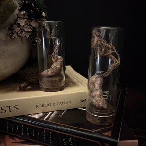 Zombie Fungus Mycellium Cicada Specimen Display Curiosity Oddity Large ...