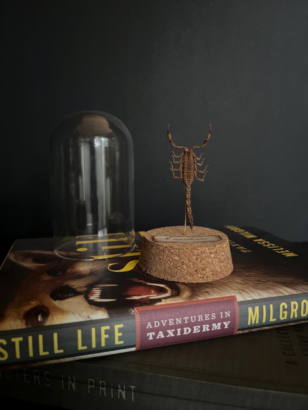 Field Study : Desert Life | UV Reactive Golden Armor Tail Scorpion ...