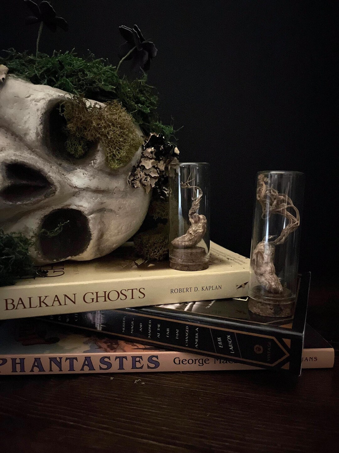 Zombie Fungus Mycellium Cicada Specimen Display Curiosity Oddity Large ...