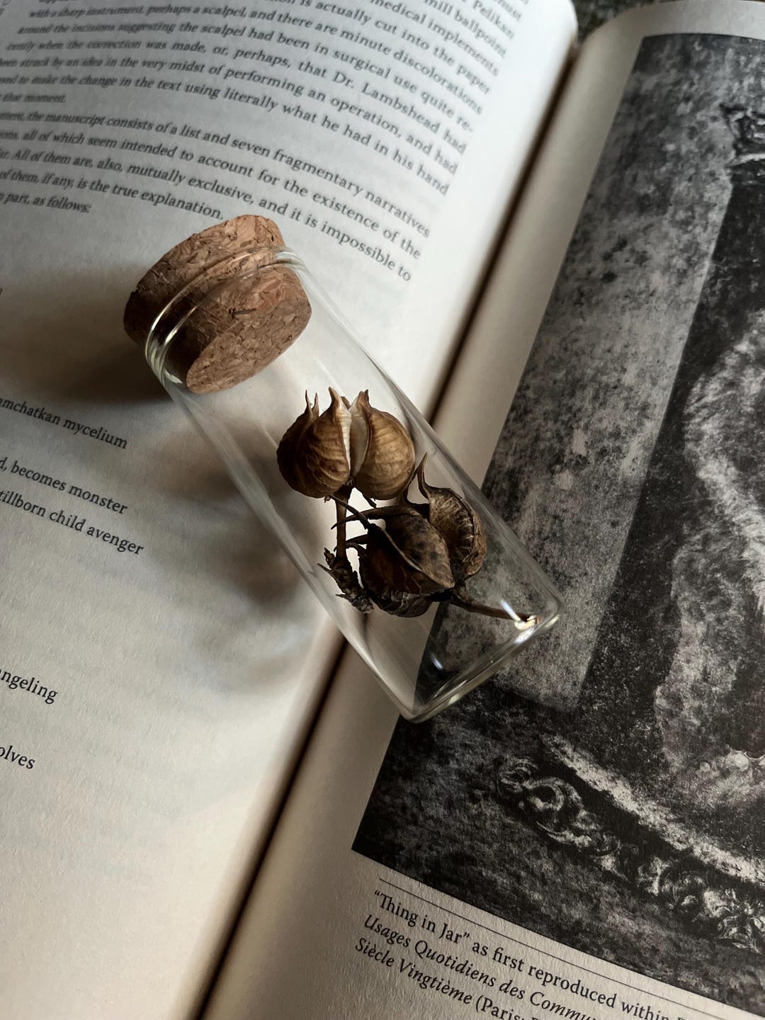 Field Study : Desert Life | Dried Yucca Pod Display | Curiosities ...